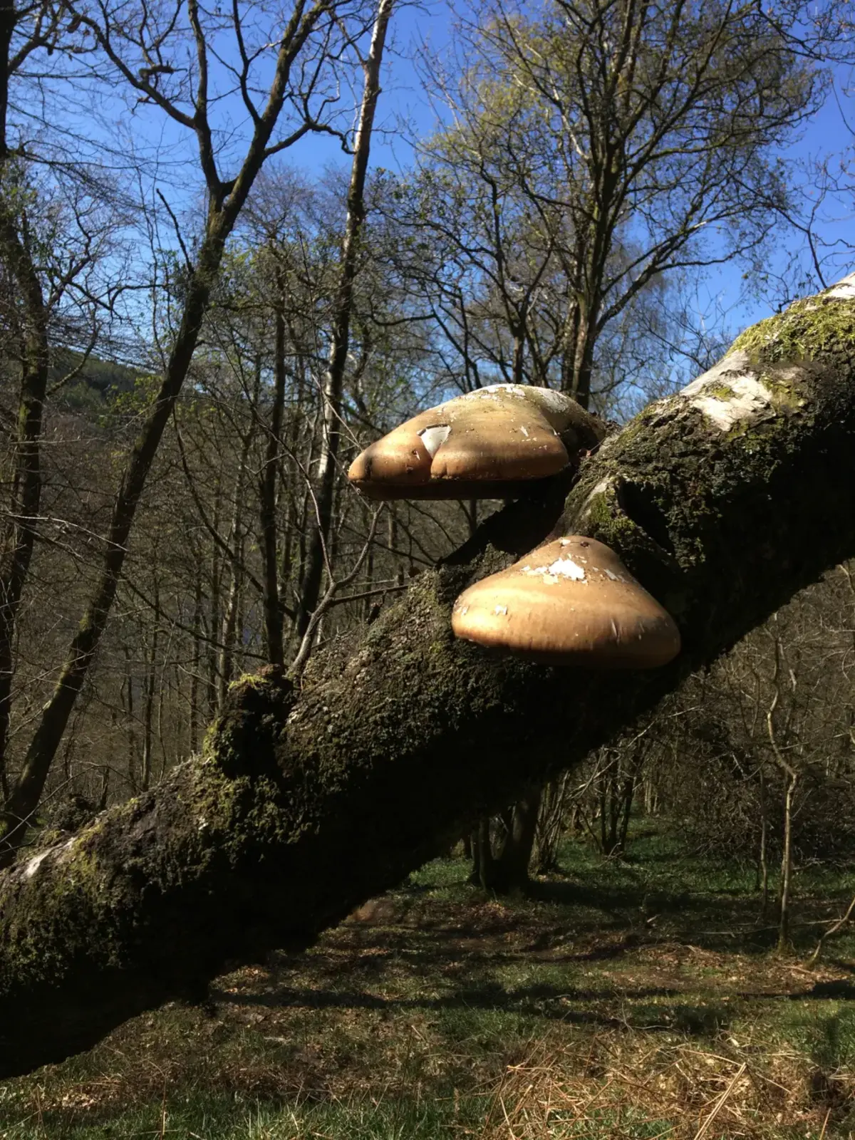 Green Map Dunoon: Biodiversity Survey | Open Green Map