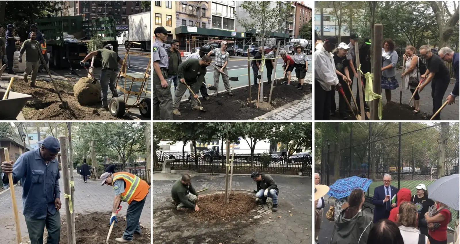 Community Canopy - Street Tree Campaign Update | GreenMap.org