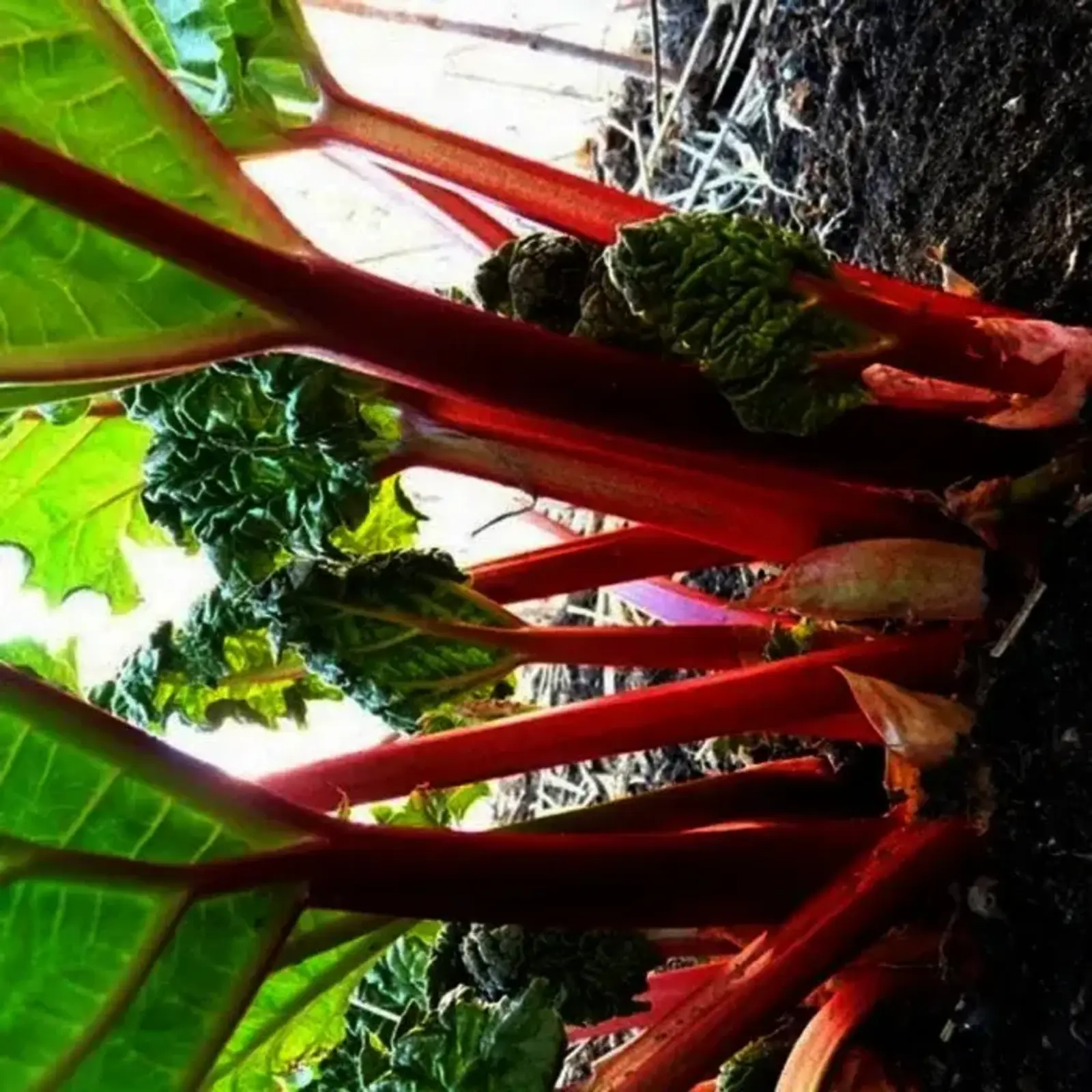 Surveys | Open Green Map