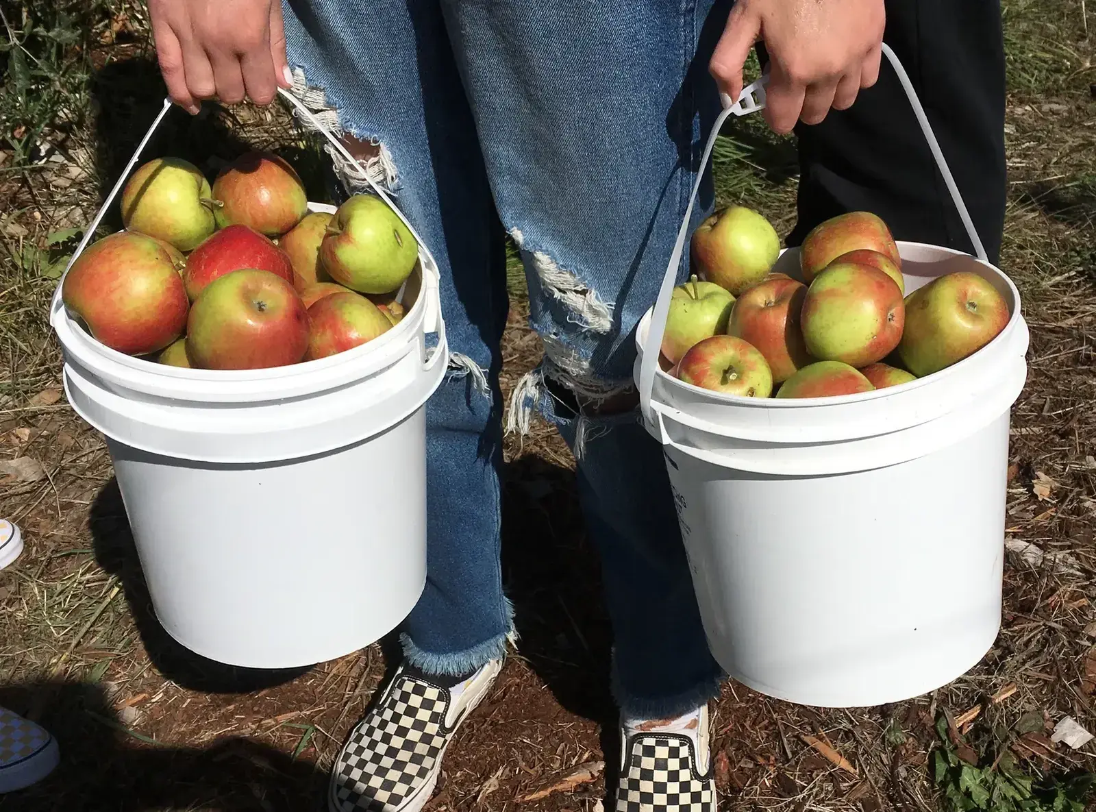 How does a Green Map help secure food in rural areas? | Open Green Map