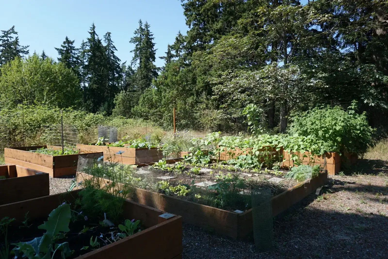 How does a Green Map help secure food in rural areas? | Open Green Map