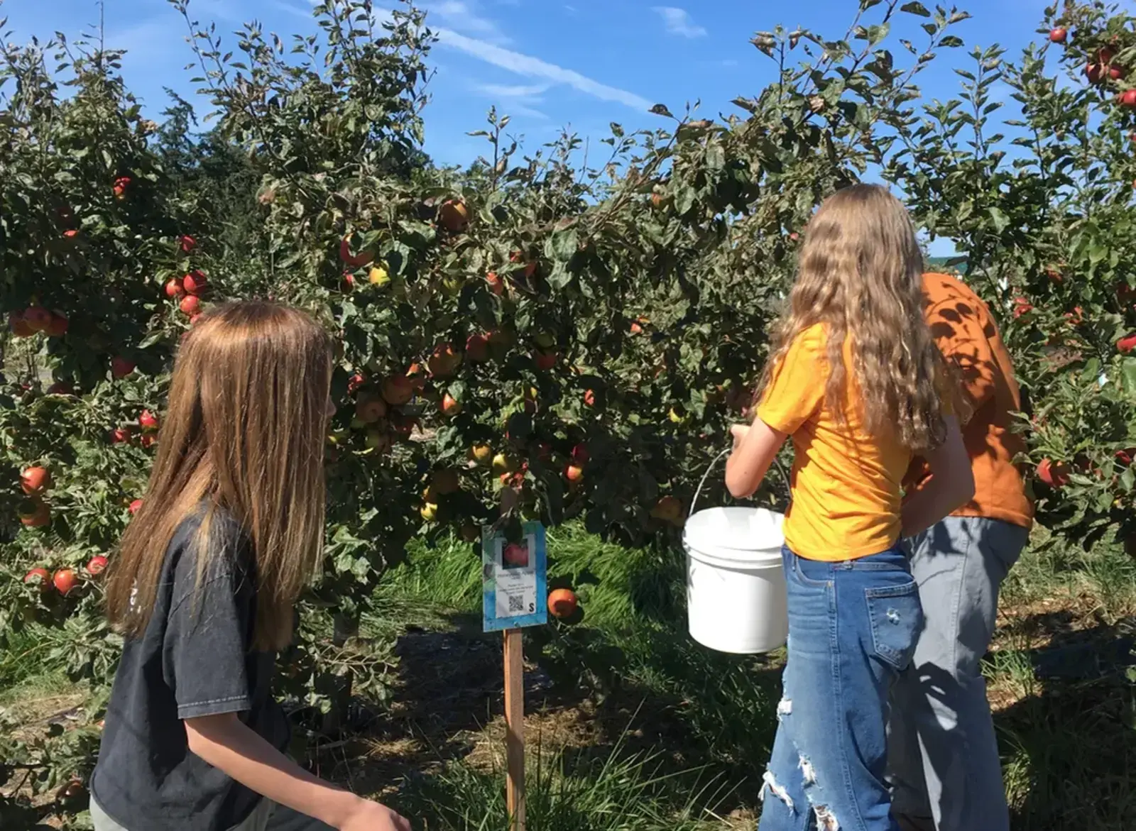 How does a Green Map help secure food in rural areas? | Open Green Map